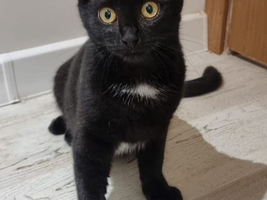 Кошка в дар