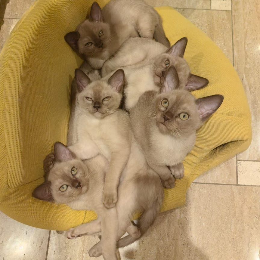Бурманские котята шоколадного окраса