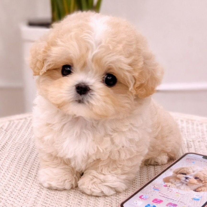 Мальтипу, щенок