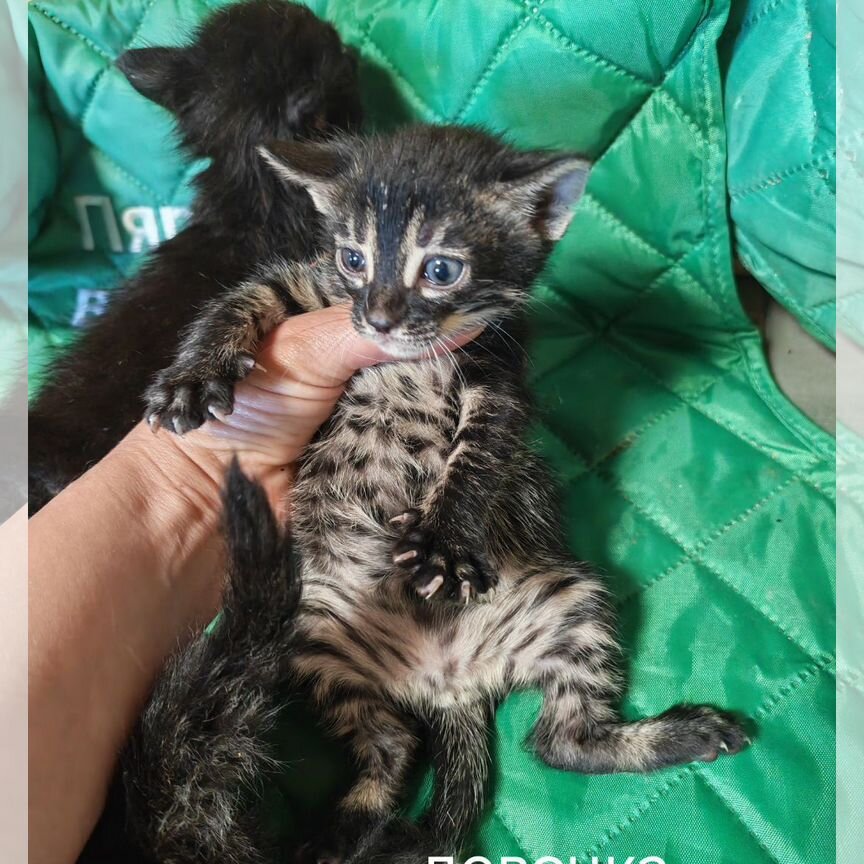 Котёнок в добрые руки