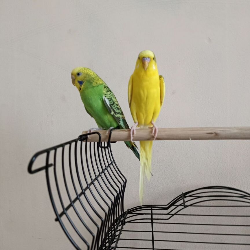 Волнистый попугай пара с клеткой