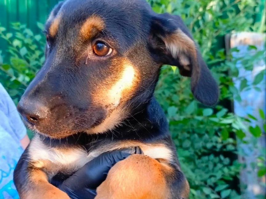 Щенуля в добрые руки