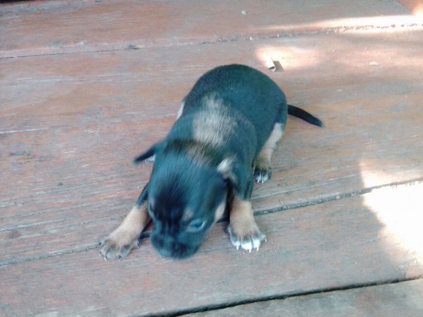 Той-терьер щенки