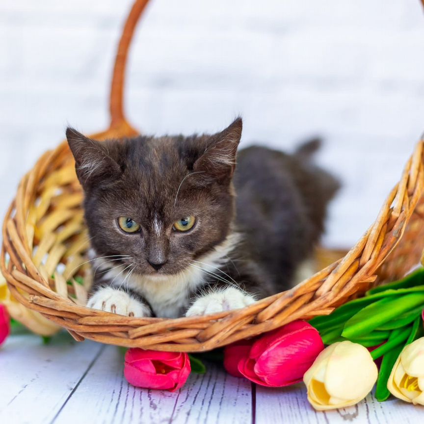 Котенок девочка Фаня