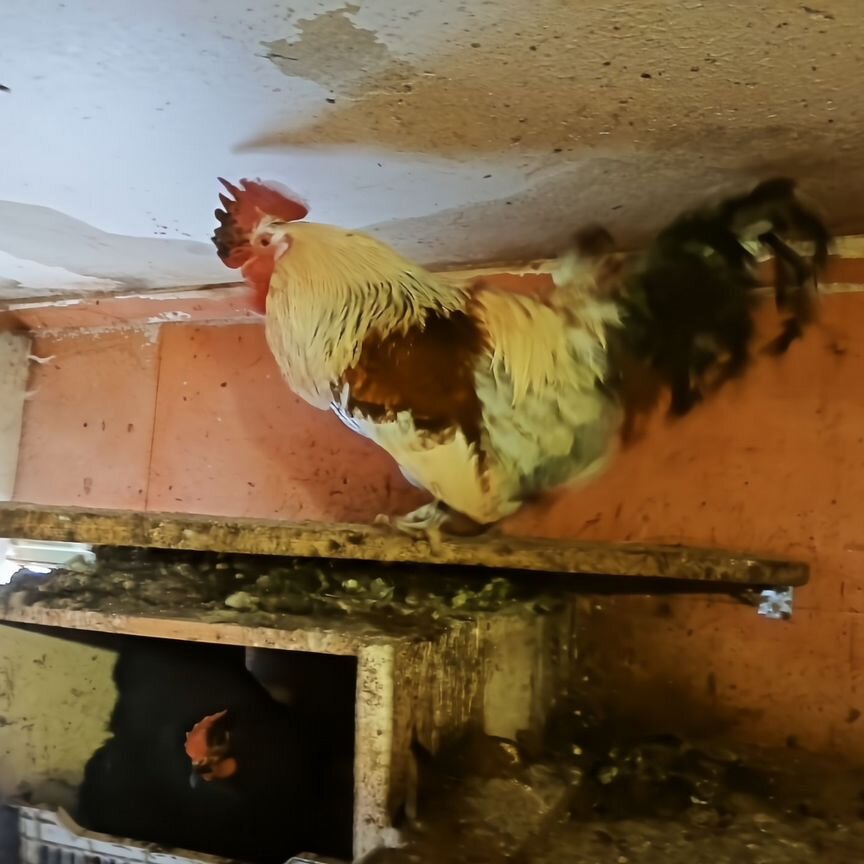 Петух деревенский