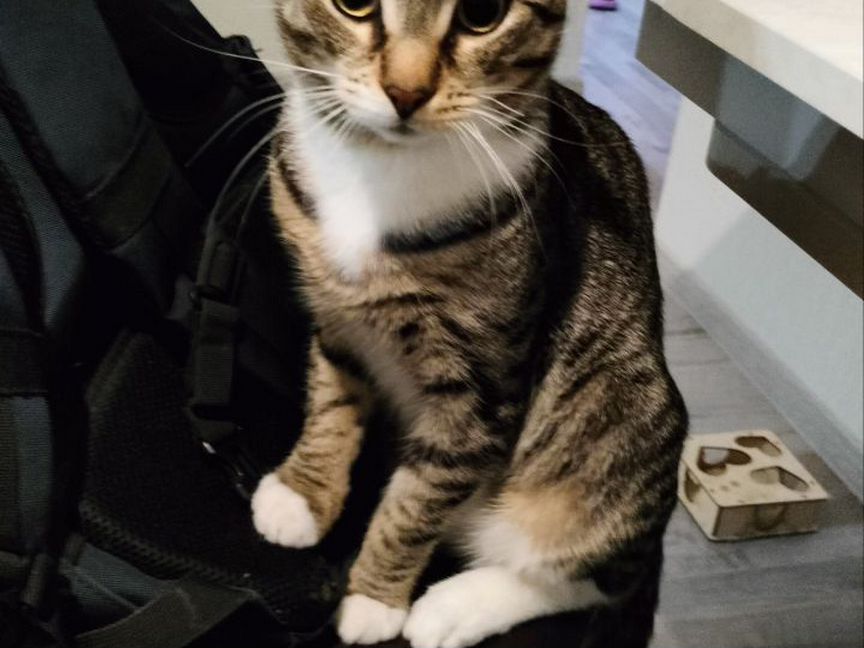 Котенок Обломыш в поисках дома