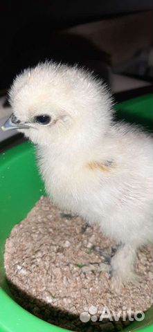 Куры и цыплята