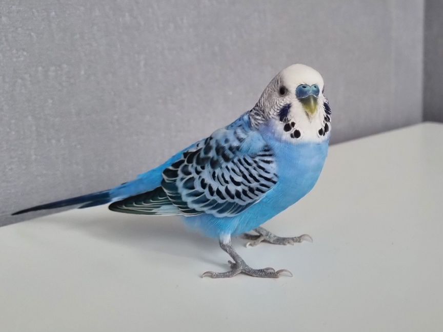 Австралийский волнистый попугай, полный комплект