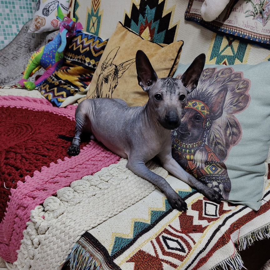 Ксоло,миниатюрный мальчик