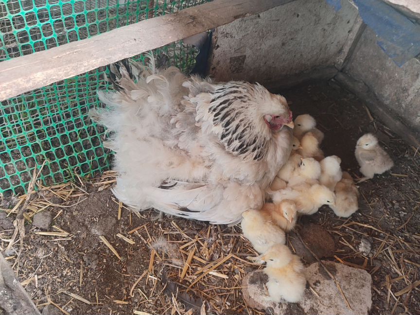 Брама наседка с цеплятами