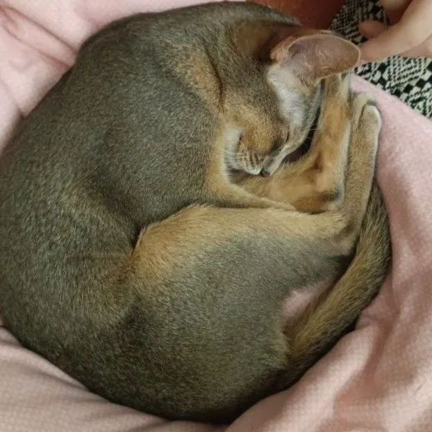 Абиссинская, взрослая кошка