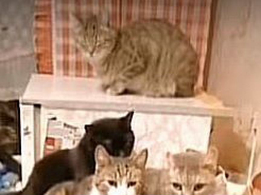 Прошу помощи на содержание бездомных котиков