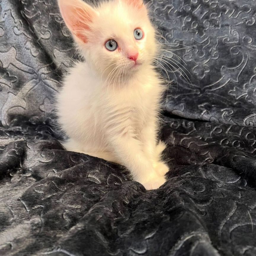 Котенок мейкун