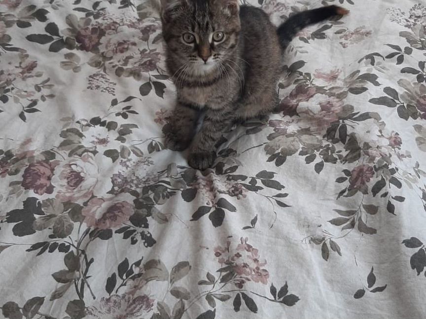 Кошка 2 мес