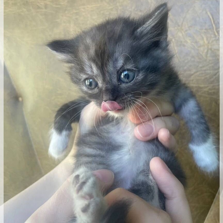 Котёнок в добрые руки