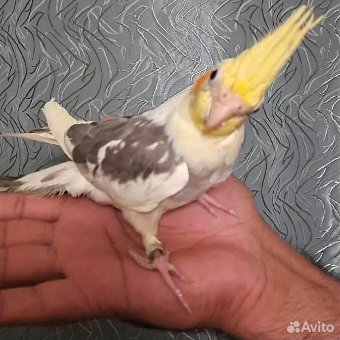 Продам ручных птенцов корелл