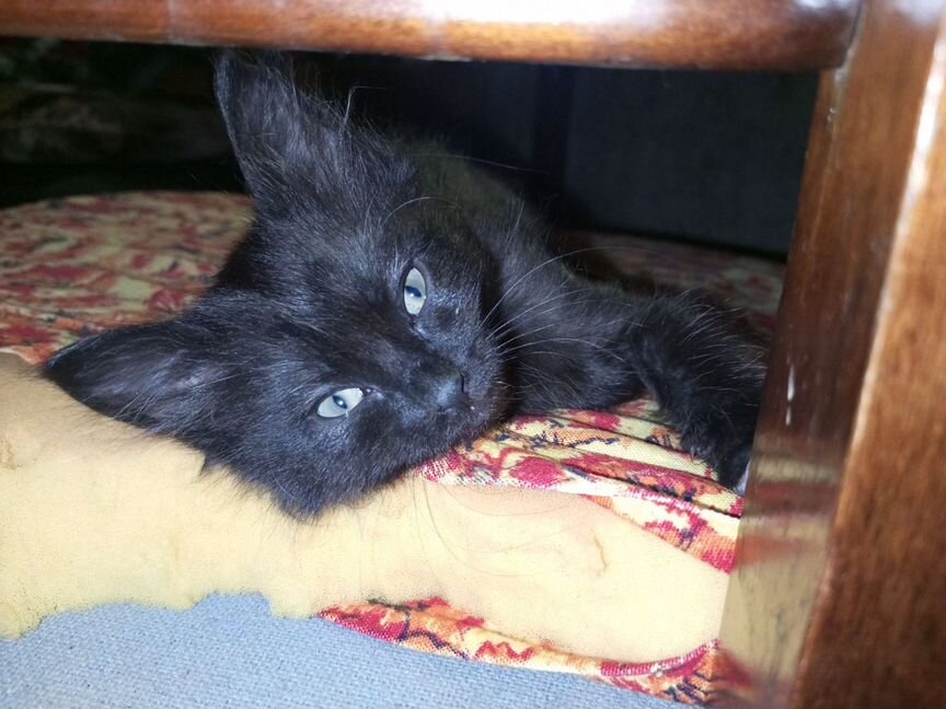 Кошки в добрые руки бесплатно