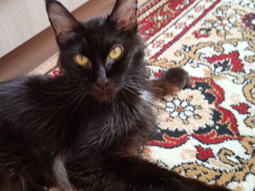 Мейн-кун в добрые руки бесплатно