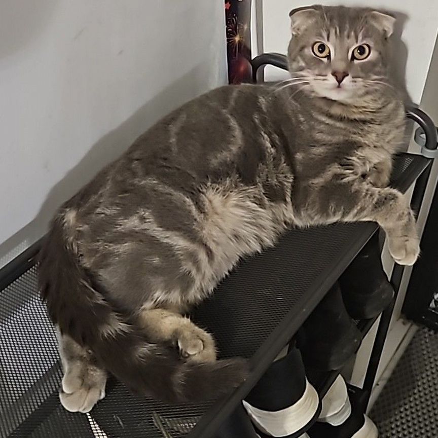 Шотландский вислоухий короткошёрстный котёнок