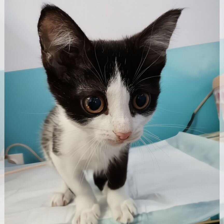 Котёнок в добрые руки