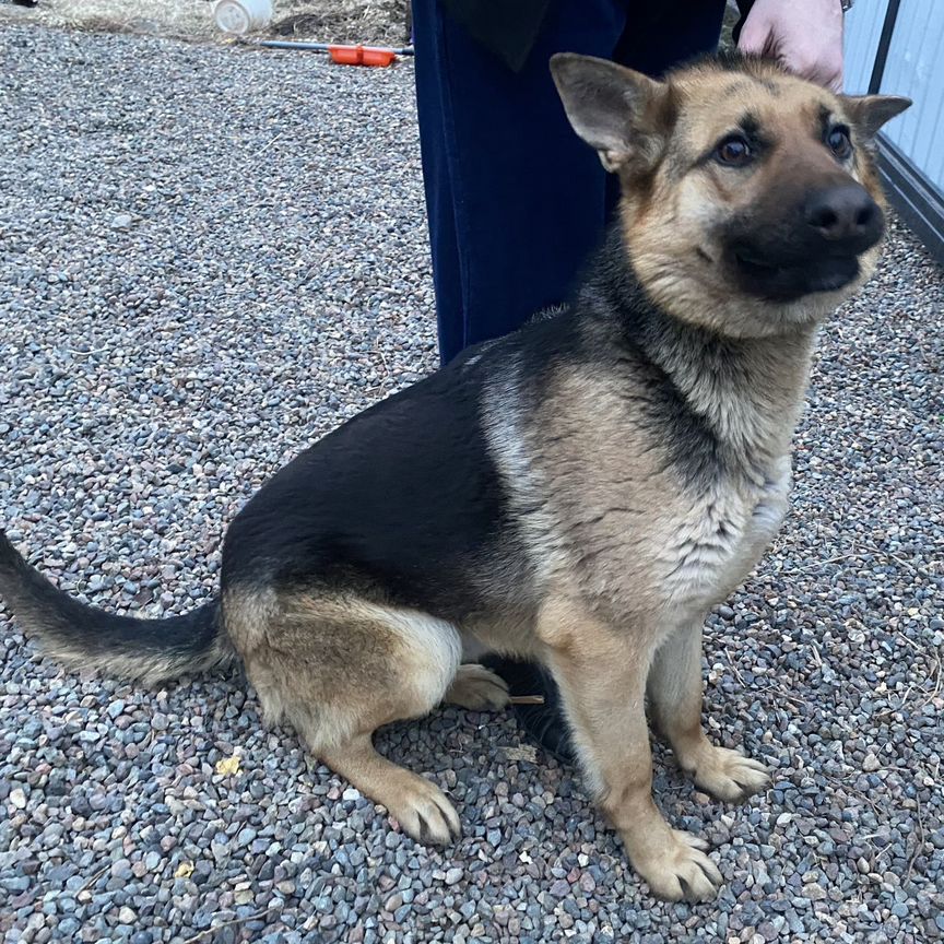 Немецкая овчарка, взрослая собака