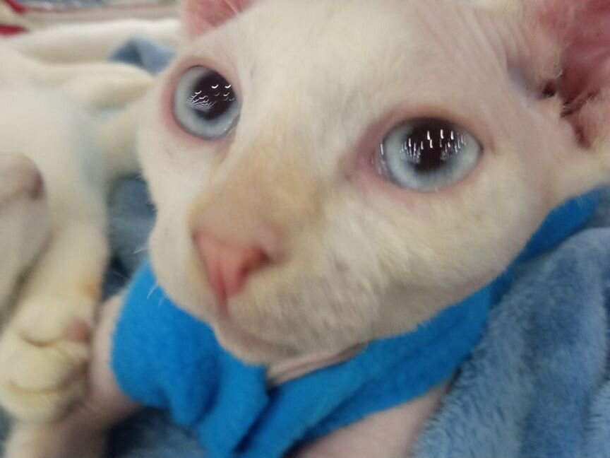 Котенок эльф