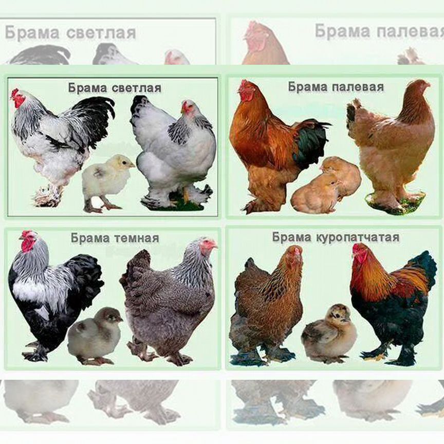 Петухи