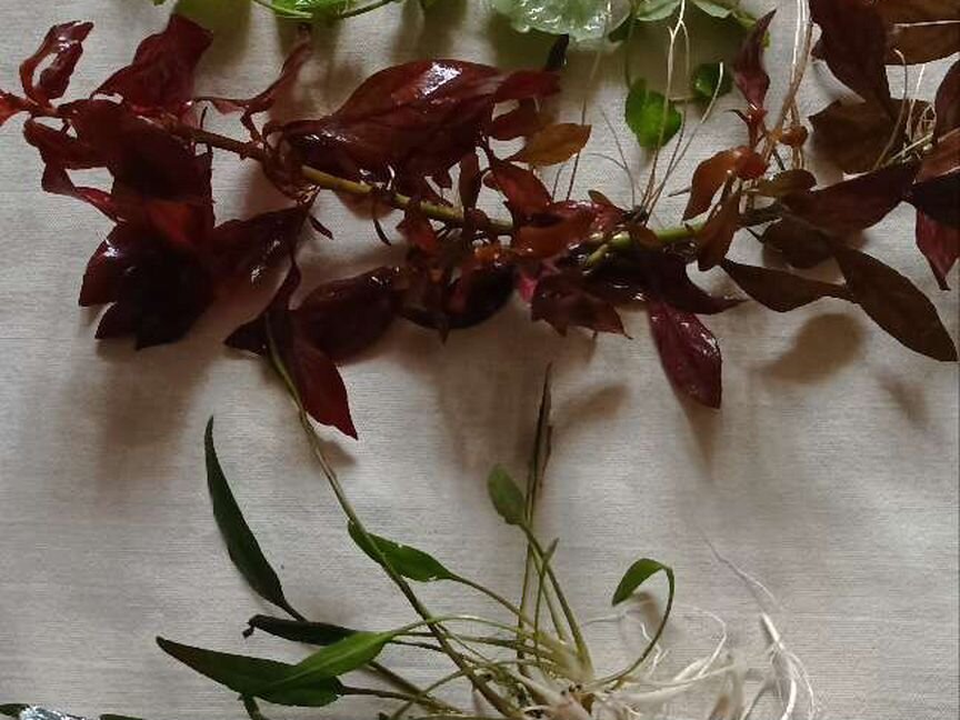 Набор аквариумных растений коряга