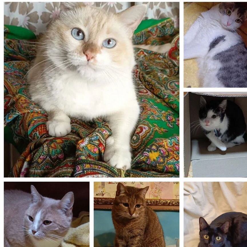 Кошки
