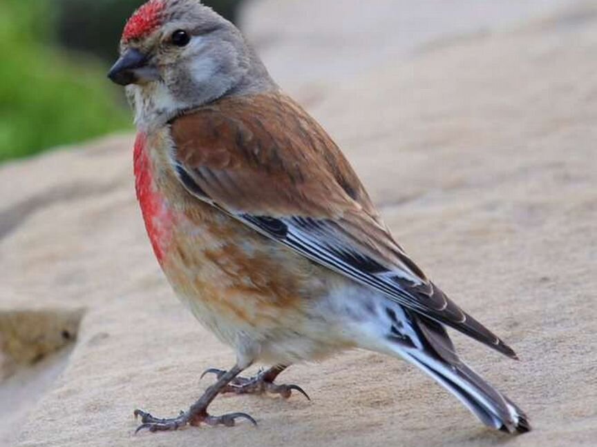 Щегол, Репел, Чиж, Дубанос, Зеленушка, Зяблик