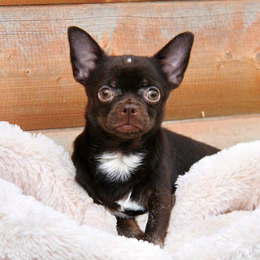 Чихуахуа, шоколадная красавица