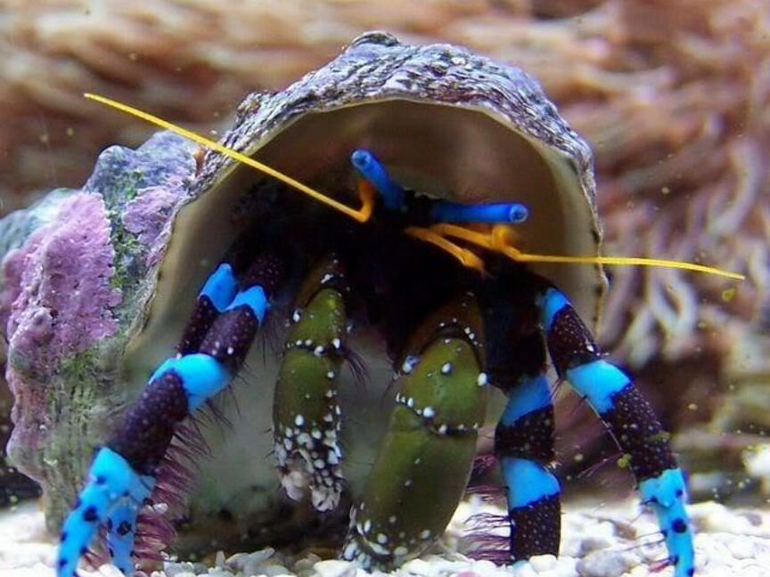 Рак-Отшельник Синеногий Calcinus elegans