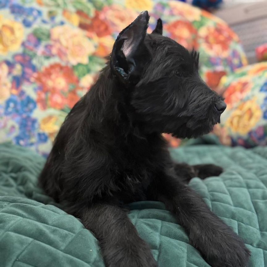 Ризеншнауцер