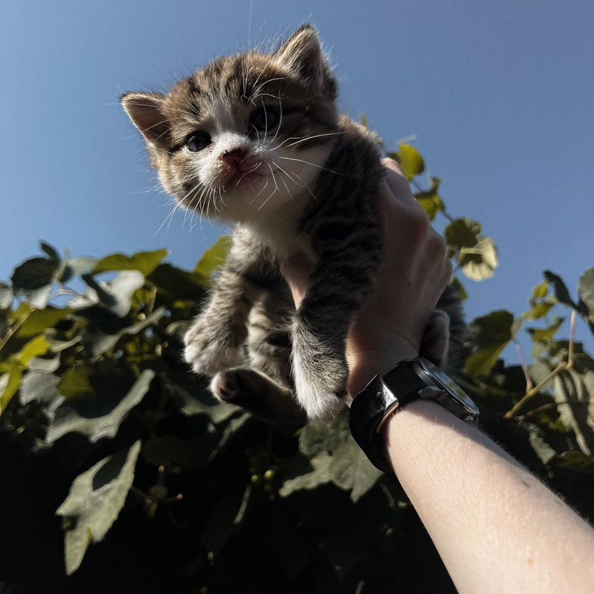 Котенок в добрые руки