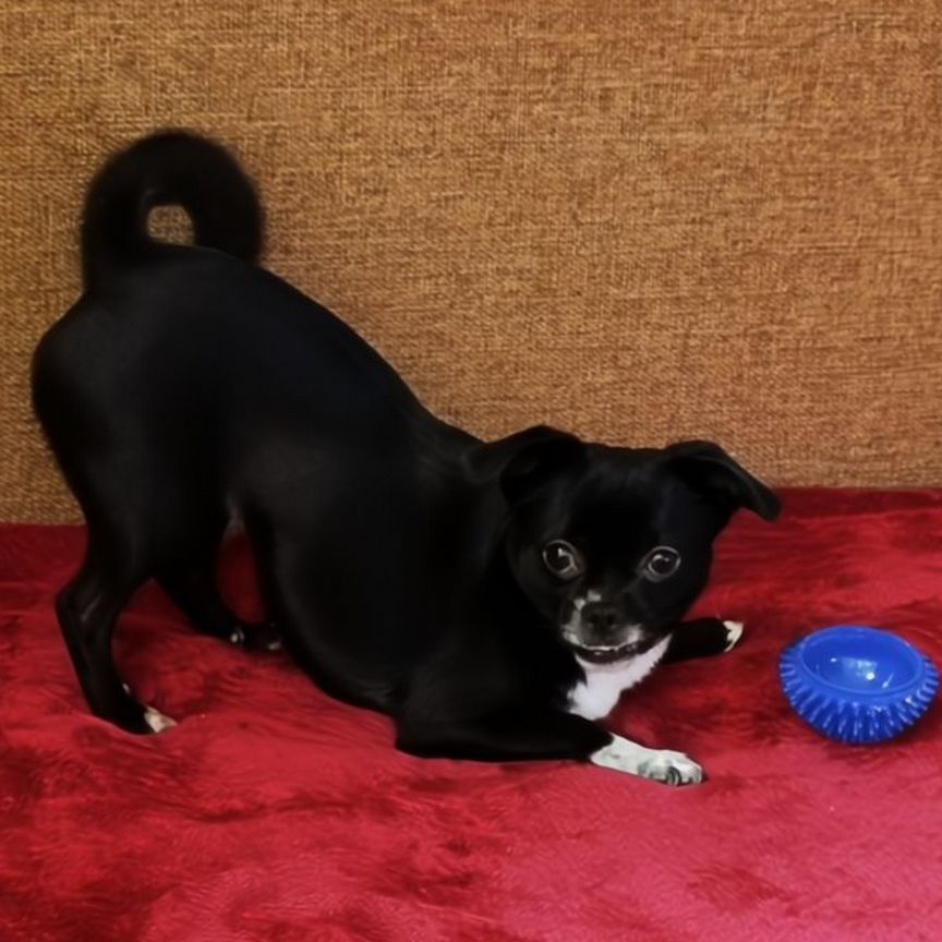 Взрослая собака в добрые руки