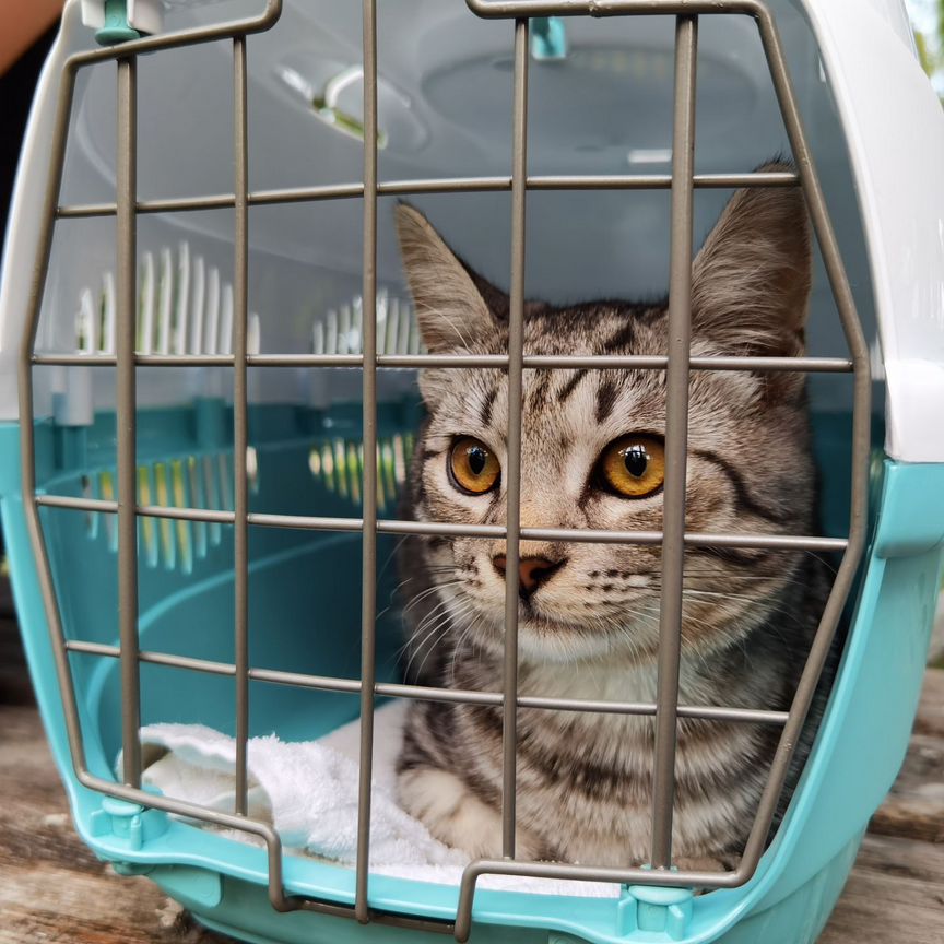 Отдам в добрые руки котика