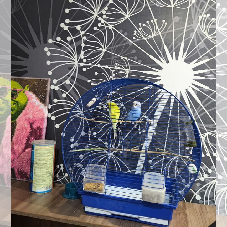 Волнистый попугай