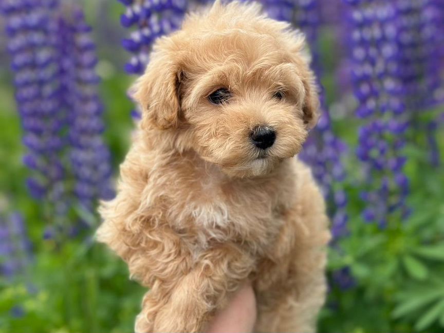 Щенки мальтипу f1 мини