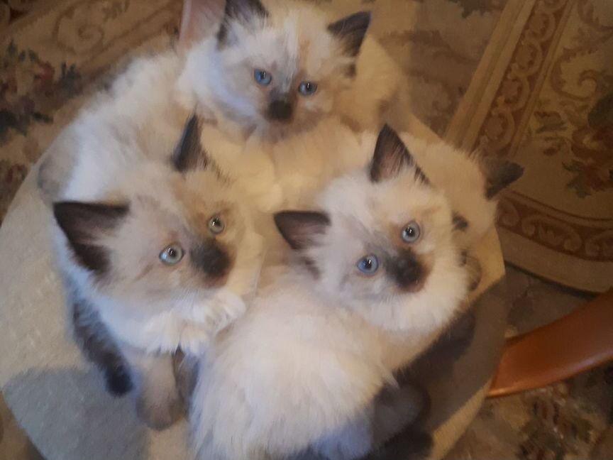 Продается котенок