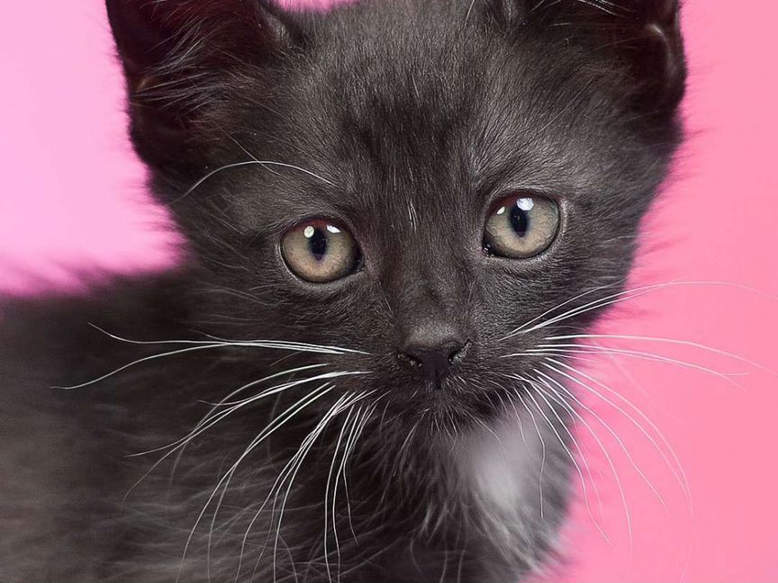 Котик Маркиз в дар