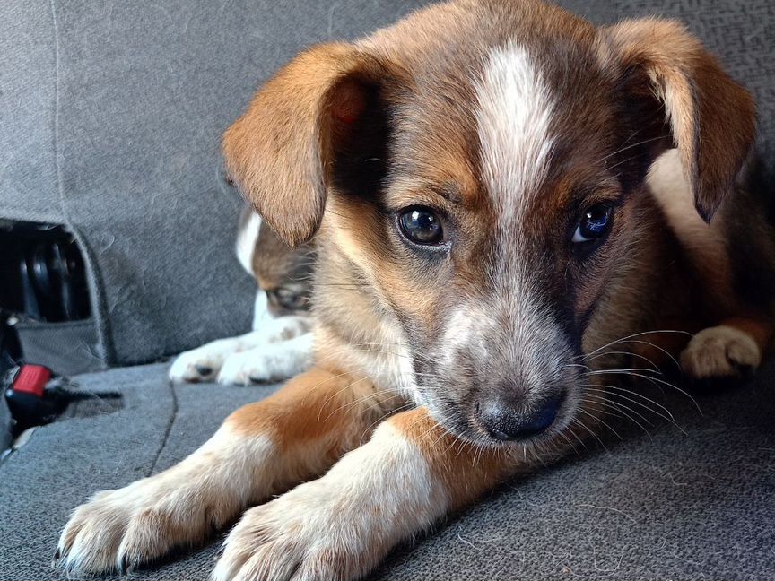 Собака в добрые руки