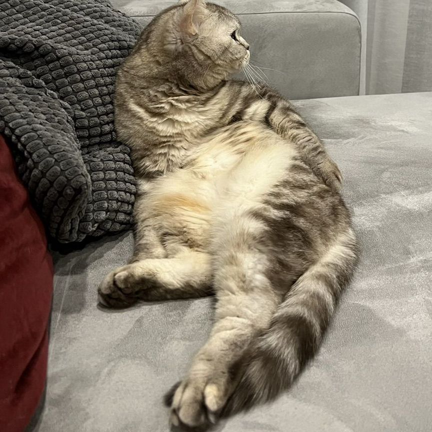 Шотландская прямоухая короткошёрстная кошка, взрослая