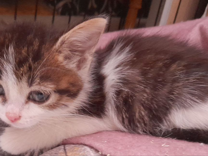 Кошечка 1.5 мес в семью