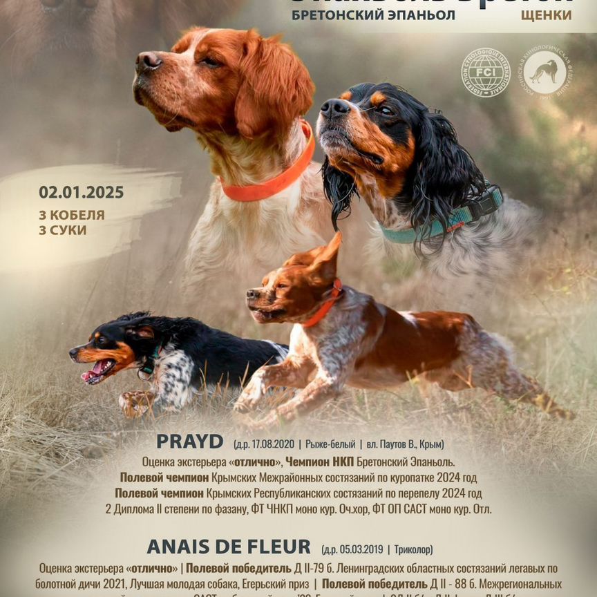 Бретонский эпаньоль