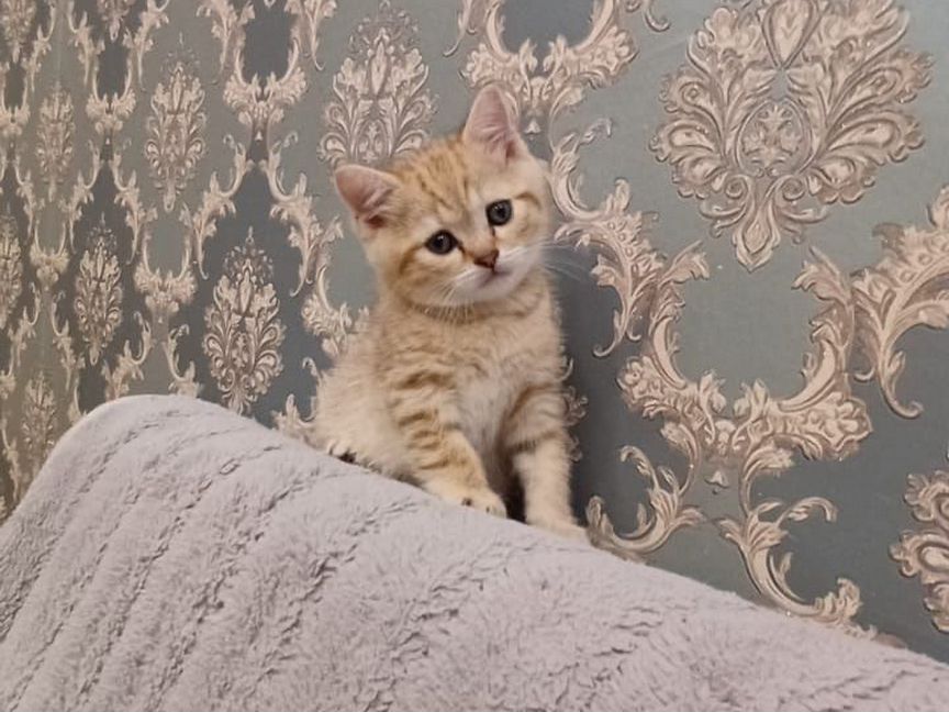 Шотландские вислоухие котята