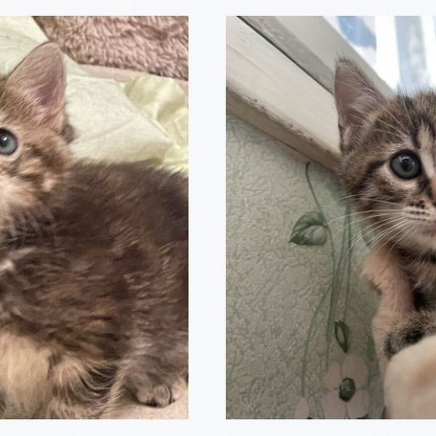 Котята мальчики в добрые руки