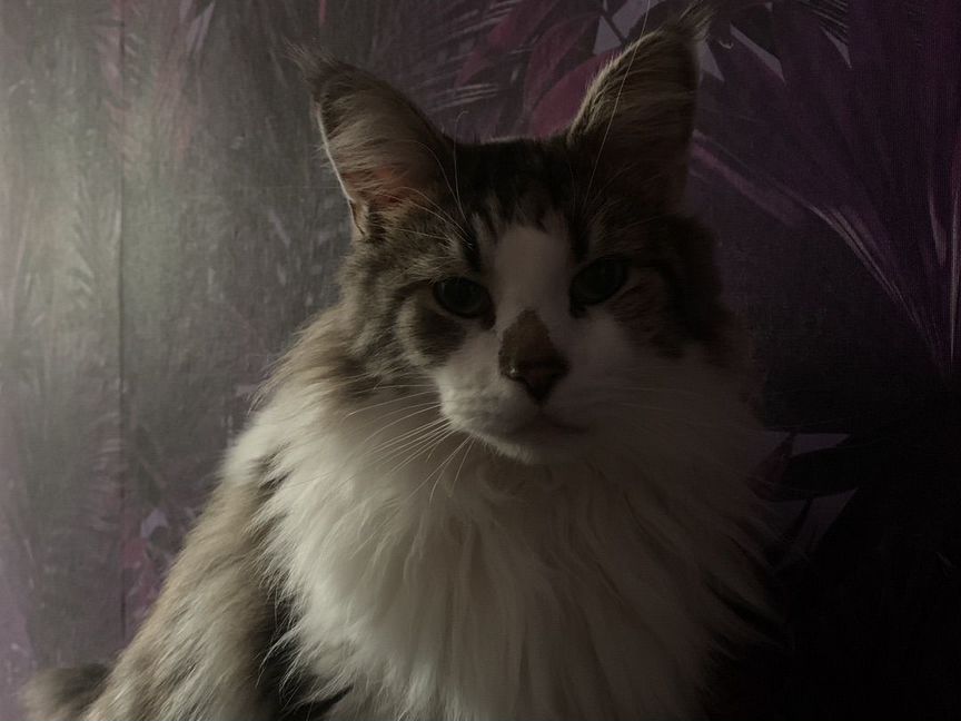 Кот в добрые руки