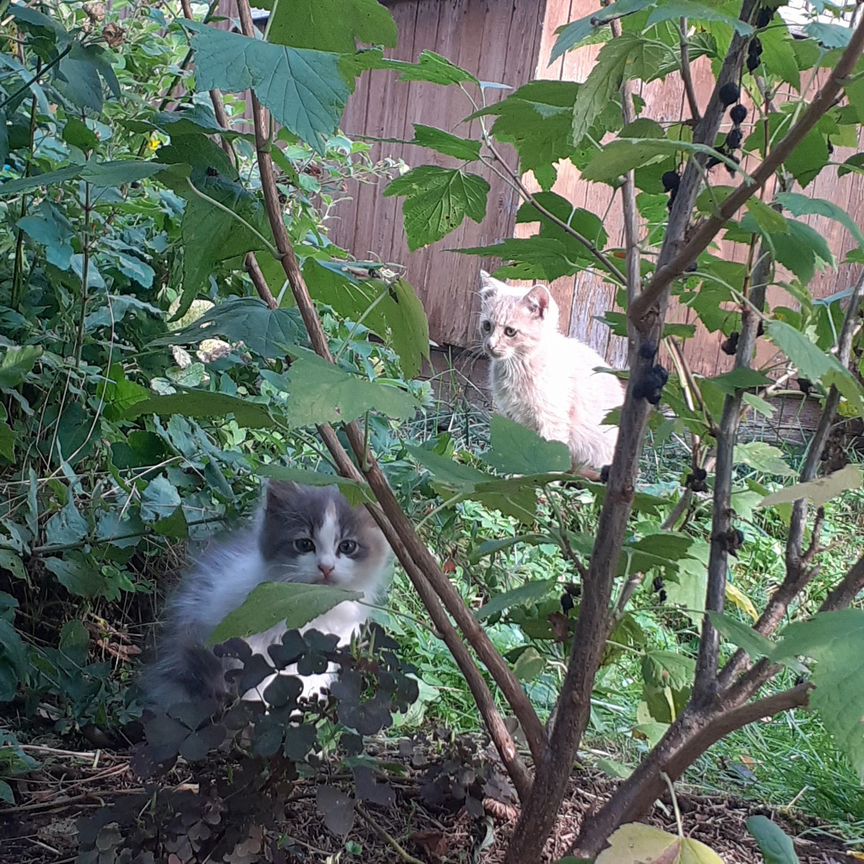 Котята в добрые руки