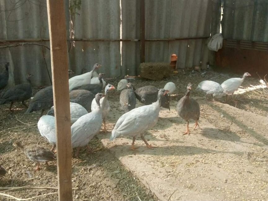 Цыплята цесарки