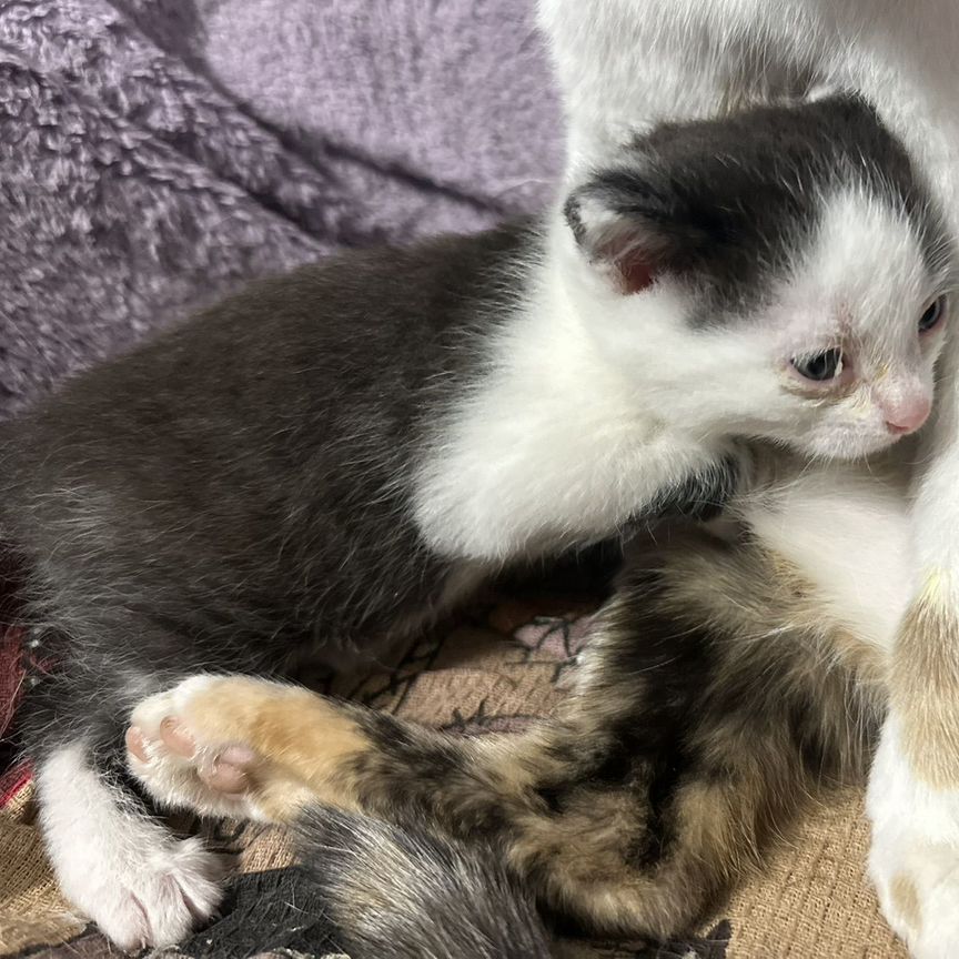 Котёнок в добрые руки